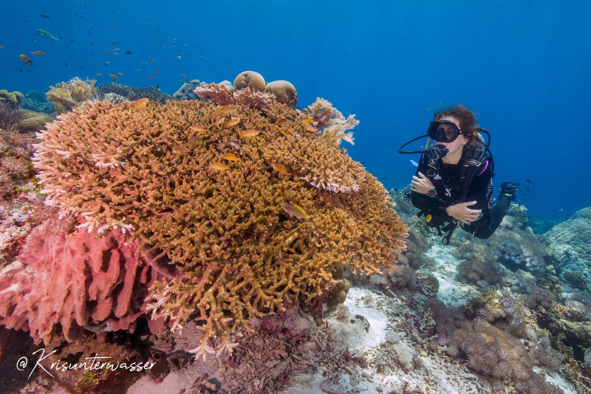 Alami Alor Dive Resort | Boutique Dive & Stay Resort in Alor