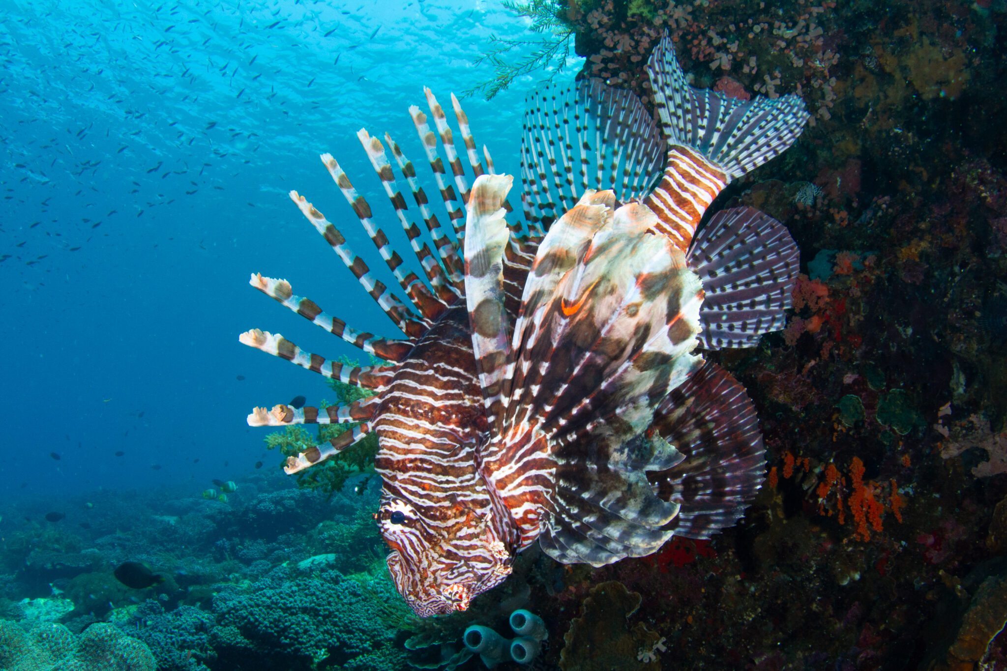 Alami Alor Dive Resort | Boutique Dive & Stay Resort in Alor