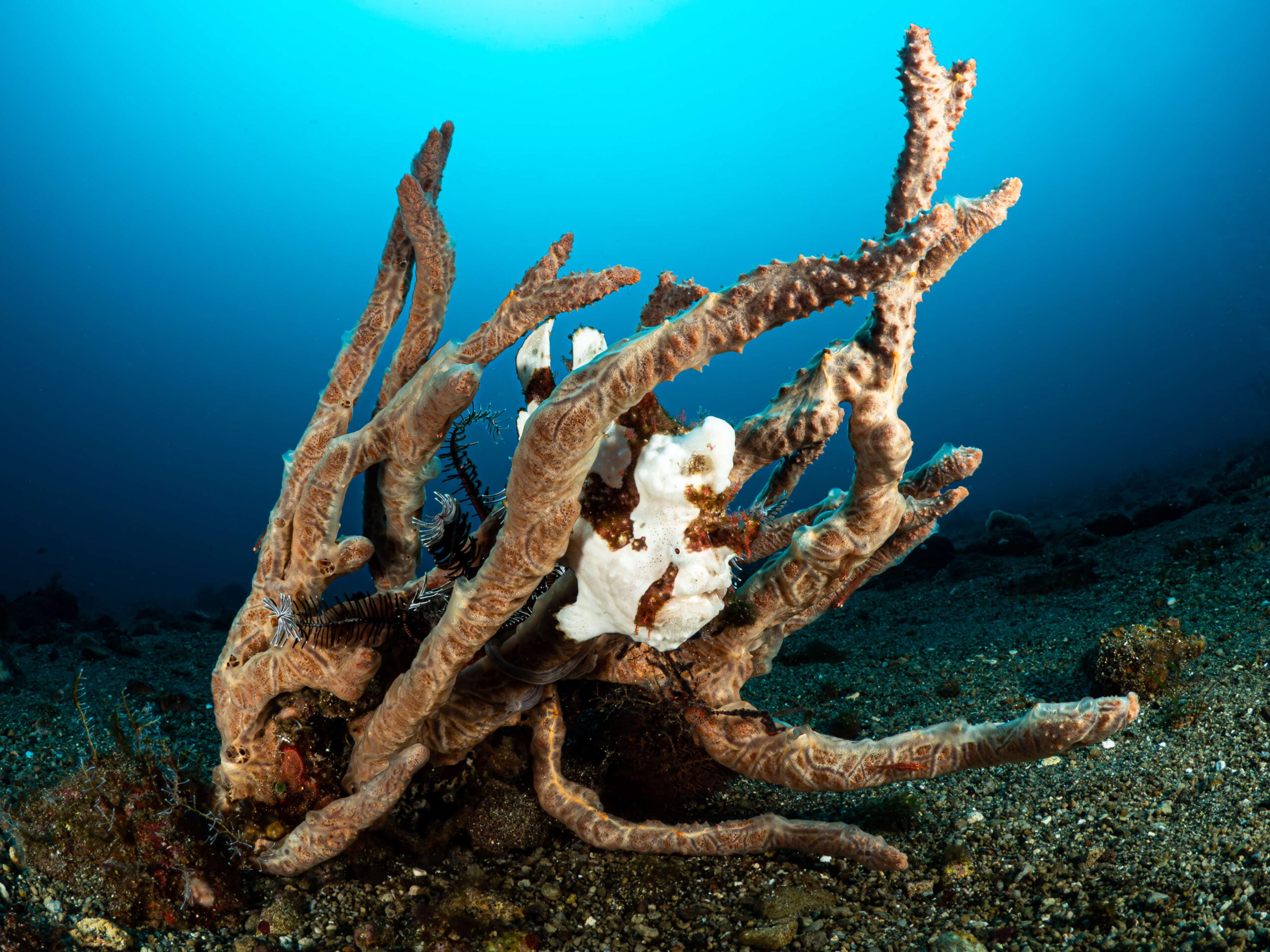 Muck Diving Alor | Among The Best Critter Sites In Indonesia